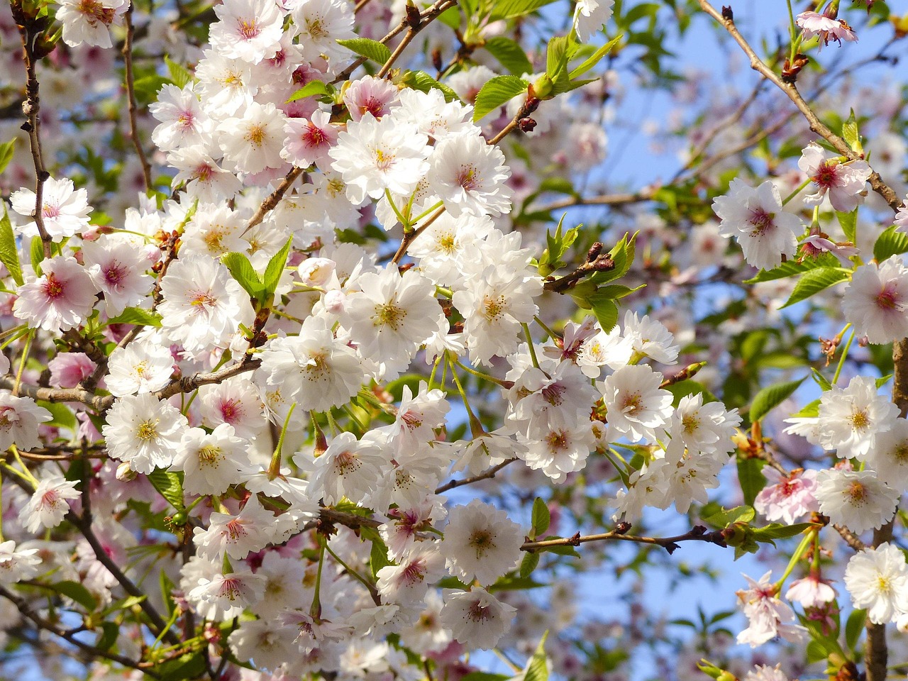 Sakura Season